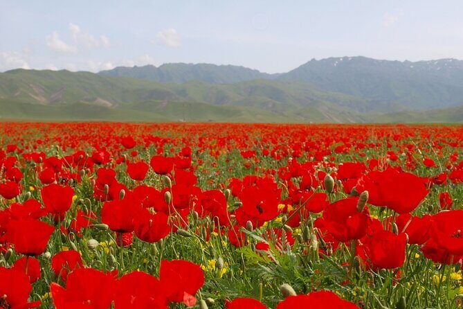 Uzbekistan 4 Days Private Tour Tashkent-Bukhara-Samarkand-Tashkent bullet train - Who will love this tour?