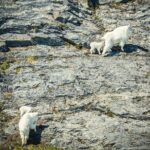 Valdez Glacier View Tour - Is It Worth the Price?