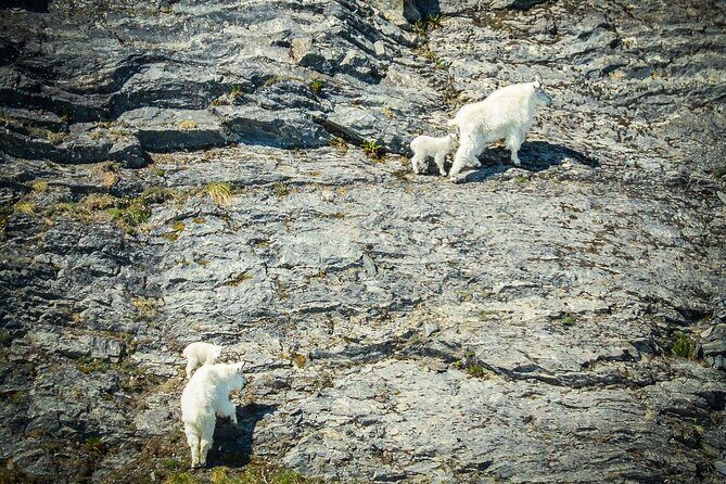 Valdez Glacier View Tour - Is It Worth the Price?