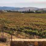 Valle de Guadalupe Tour: Wine Tastings Included - Who Should Consider This Tour?