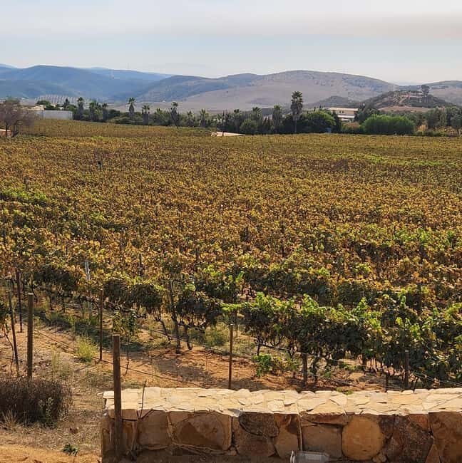 Valle de Guadalupe Tour: Wine Tastings Included - Who Should Consider This Tour?
