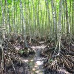 Vam Sat Mangrove Forest Private Tour from Ho Chi Minh City - Why This Tour Offers Great Value