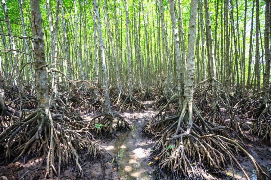 Vam Sat Mangrove Forest Private Tour from Ho Chi Minh City - Why This Tour Offers Great Value