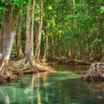 Vam Sat Mangrove Forest - VIP Private Tour from Ho Chi Minh City - Transportation & Guides: Comfort and Knowledge