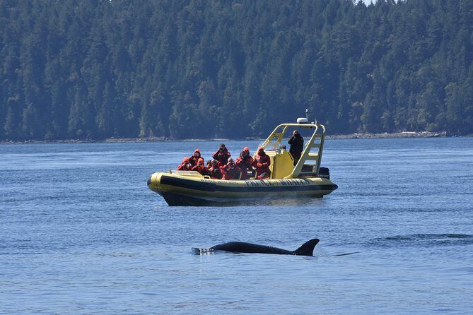 Vancouver Island Zodiac Whale Watching Adventure - Telegraph Cove - Who Should Consider This Tour?