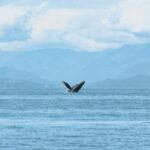 Vancouver: Open-air Whale Watching Tour, Granville Island - FAQ