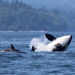 Vancouver Whale Watching Adventure with City tour - The Itinerary in Detail: What to Expect