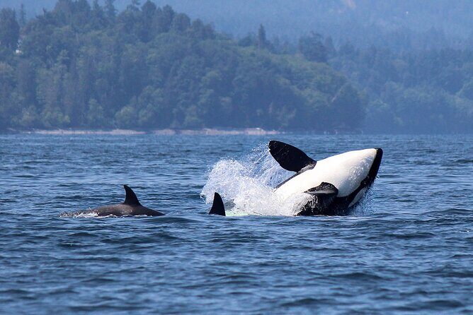 Vancouver Whale Watching Adventure with City tour - The Itinerary in Detail: What to Expect