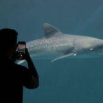 Veracruz: 5-Attraction Tour with Aquarium and Boat Tour - Transportation and Comfort