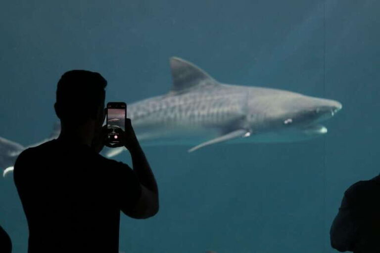 Veracruz: 5-Attraction Tour with Aquarium and Boat Tour - Transportation and Comfort