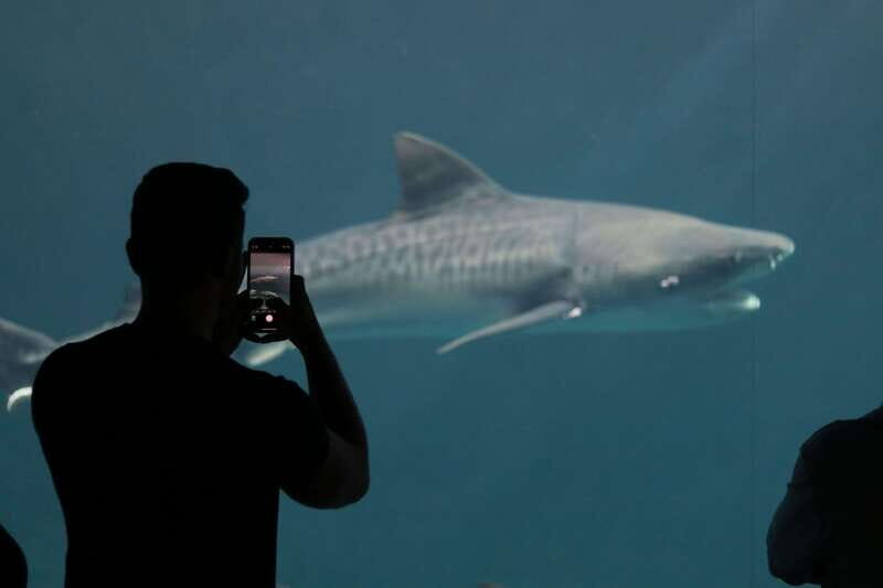 Veracruz: 5-Attraction Tour with Aquarium and Boat Tour - Transportation and Comfort