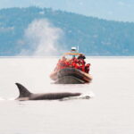 Victoria: 3-Hour Zodiac Whale-Watching Tour - The Overall Experience