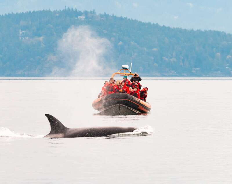 Victoria: 3-Hour Zodiac Whale-Watching Tour - The Overall Experience