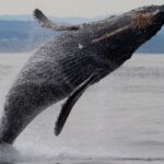 Victoria Shore Excursion: Whale-Watching Cruise with Expert Naturalist Guides - Pricing and Value Analysis