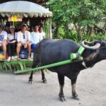 VILLA ESCUDERO DAY TOUR with Carabao Cart Ride and Bamboo from Manila - Practical Tips for Your Trip