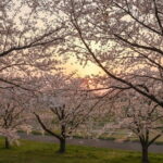 VIP Exclusive Hidden Niigata Tour with Artisans and Farmers - What Travelers Can Expect