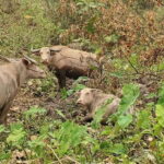 Visit buffalo farm, cooking-class forest, Kuang Si waterfall - Why This Tour Works for Travelers