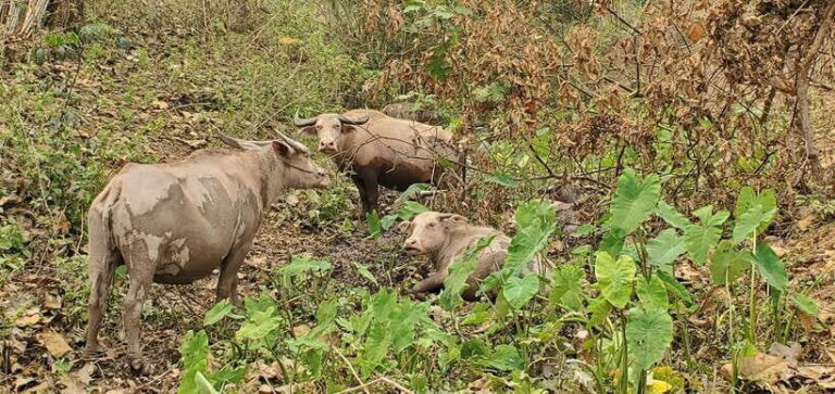 Visit buffalo farm, cooking-class forest, Kuang Si waterfall - Why This Tour Works for Travelers
