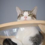 Visit the Rescued Cats of Cat Therapy - Practical Info: How to Make the Most of Your Visit