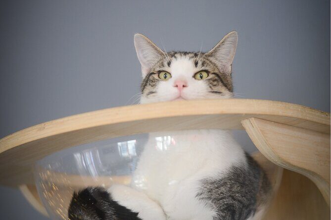 Visit the Rescued Cats of Cat Therapy - Practical Info: How to Make the Most of Your Visit