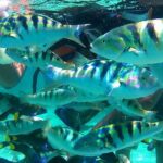 Visite L'île de Lombok: Pittoresque plage rose avec Guide Francophone - Who This Tour Suits Best