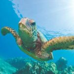 Waikiki Catamaran Snorkel Sail: Turtles Guaranteed - Who Will Love This Tour?