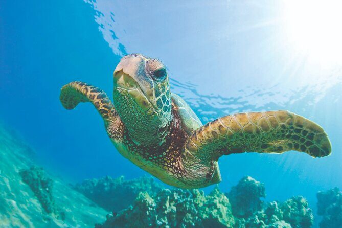 Waikiki Catamaran Snorkel Sail: Turtles Guaranteed - Who Will Love This Tour?
