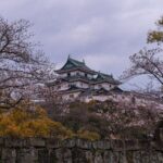 Wakayama Castle and Kuroshio Market 1 Day Tour - What Travelers Say and What to Expect