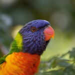 Walk Around Shimla And Visit Kufri - FAQ