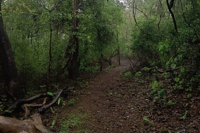 Walking Tour of Maharashatra Nature Park - The Value of the Experience: What Travelers Say