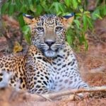 Wasgamuwa National Park | Private Safari - FAQs