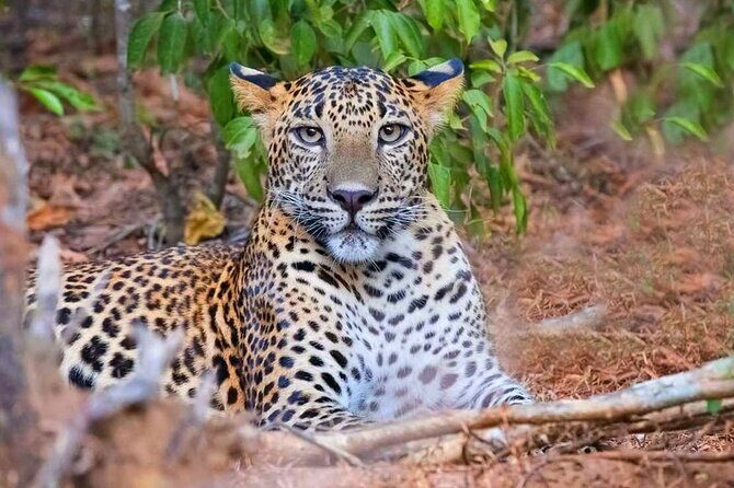 Wasgamuwa National Park | Private Safari - FAQs