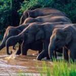 Wasgamuwa National Park Safari - The Allure and Limitations