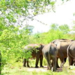 Wasgamuwa National Park Safari (Private Jeep) - Practical Details and Tips for Your Safari