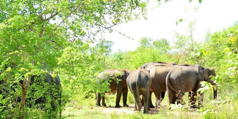 Wasgamuwa National Park Safari (Private Jeep) - Practical Details and Tips for Your Safari