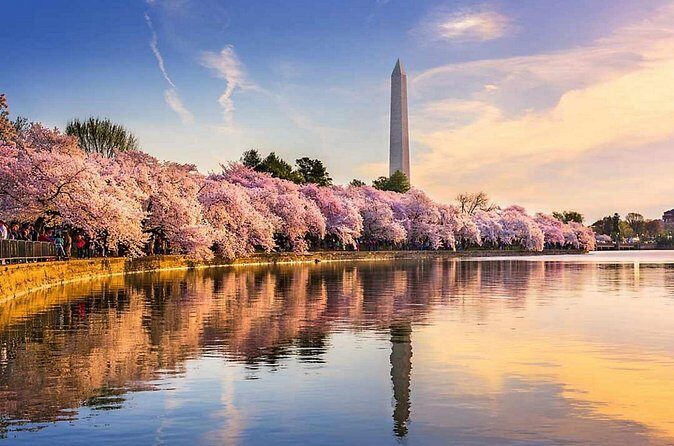 Washington D.C. Cherry Blossom,Baltimore 3-Day Tour from Boston - The Sum Up