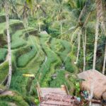 Water Rafting adventure with Jungle Swing & rice terraces - An Unrivaled Bali Adventure: The Details