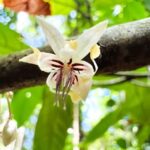 Waterfall, Chocolate Tour, Rainforest, Royal Historical - Detailed Breakdown of the Itinerary