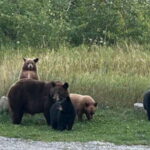 Waterton's Wild Beauty: A Hidden Gem in the Rockies - Why We Think This Tour Offers Great Value