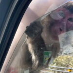 West IZU Uncovered Tour Cave Cruise and Monkey Encounter - Who Should Consider This Tour?