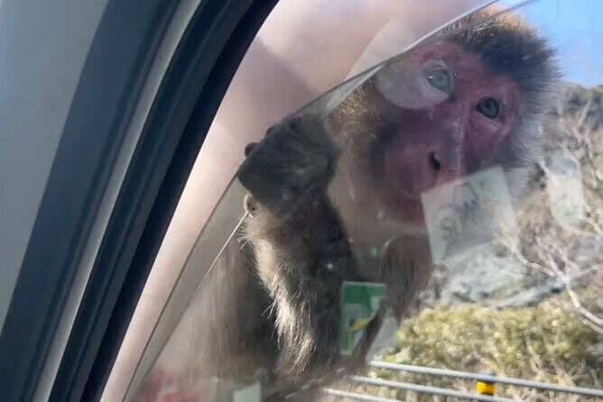 West IZU Uncovered Tour Cave Cruise and Monkey Encounter - Who Should Consider This Tour?