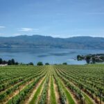 West Kelowna Full Day Lunch Wine Tour-Incl Tastings & Guide Grat - What Does This Tour Mean for You?