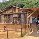 West Kyoto & Arashiyama: Walking 1Day Tour w/Matcha & Calligraphy - Why the Cultural Activities at Kinkakuji Matter