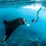 West Nusa Penida Island Snorkeling Tour - From Bali Island - Manta Bay: A Unique Encounter with Manta Rays