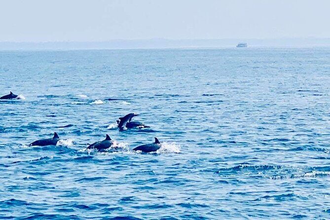 Whale and Dolphin Watching in Kalpitiya - Who Should Consider This Tour?