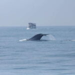 Whale and Dolphin Watching - Private Speed Boat Tour - Who Will Love This Tour?