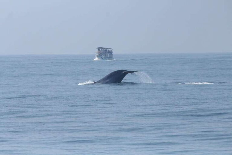Whale and Dolphin Watching - Private Speed Boat Tour - Who Will Love This Tour?