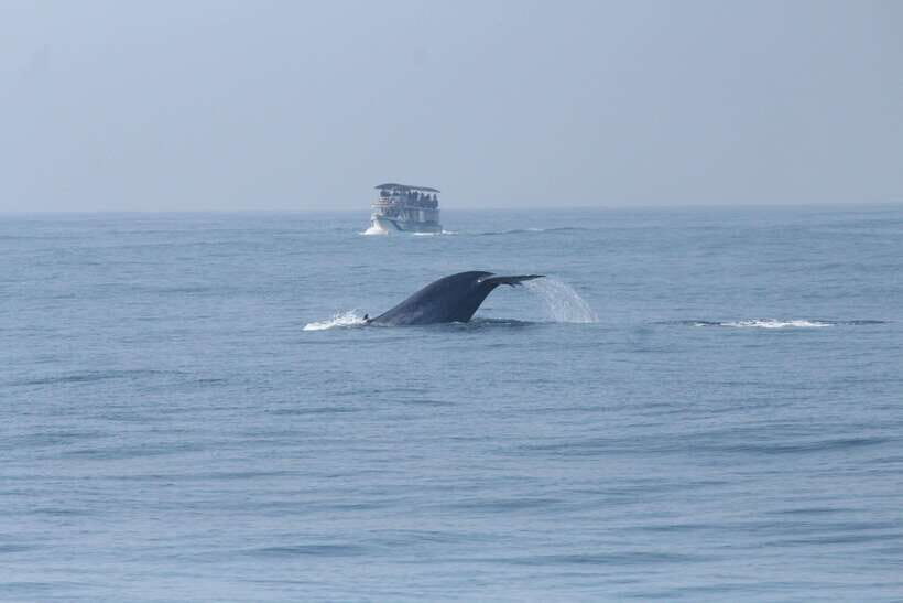 Whale and Dolphin Watching - Private Speed Boat Tour - Who Will Love This Tour?