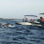 Whale & Dolphin Watching Trincomalee - Who Will Enjoy This Tour?