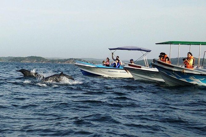 Whale & Dolphin Watching Trincomalee - Who Will Enjoy This Tour?